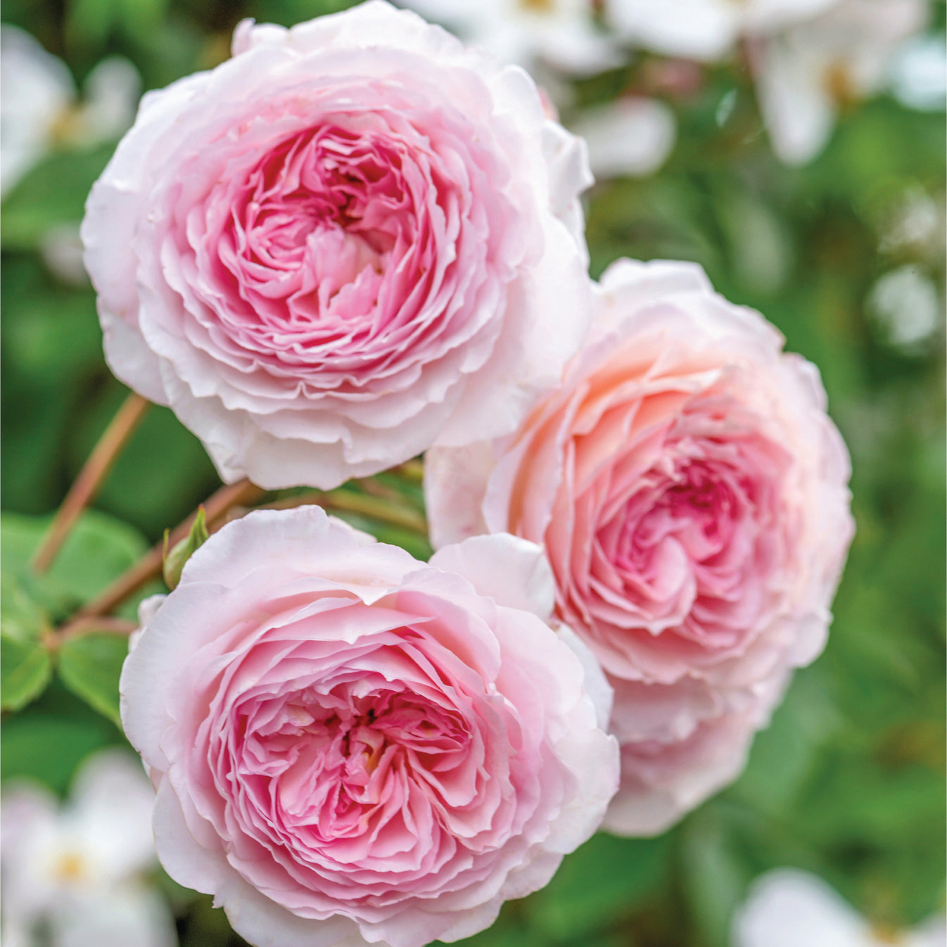 James Galway – Wild Rose Nursery
