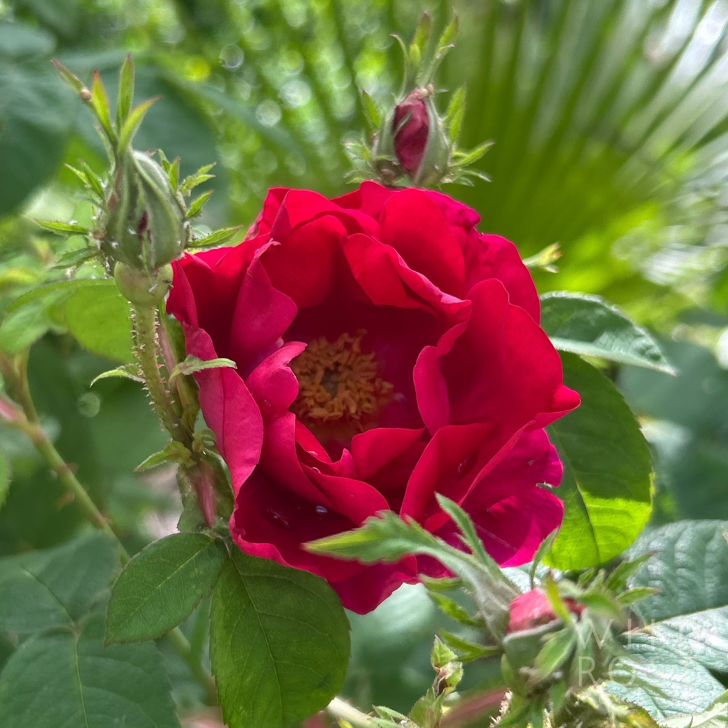 James Mason – Wild Rose Nursery