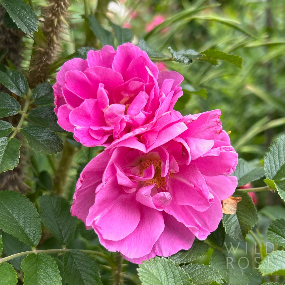 Jens Munk – Wild Rose Nursery