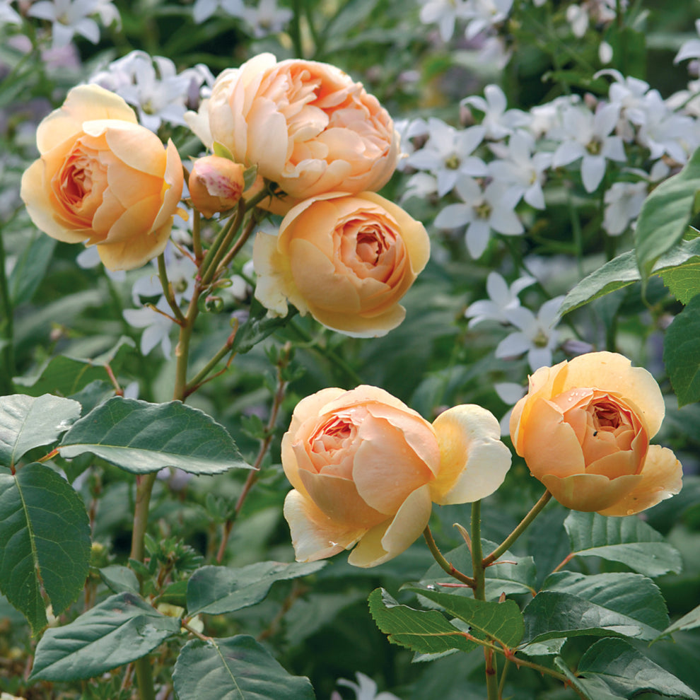 Jude the Obscure – Wild Rose Nursery