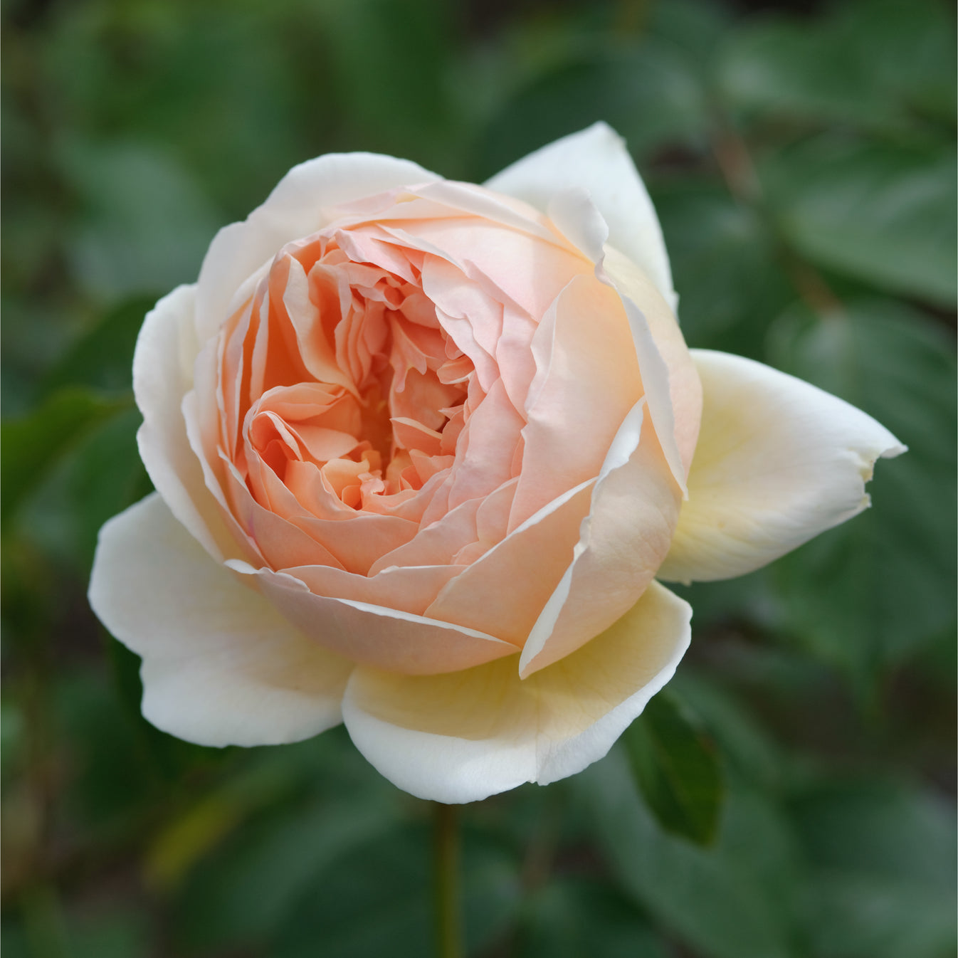 Jude the Obscure – Wild Rose Nursery