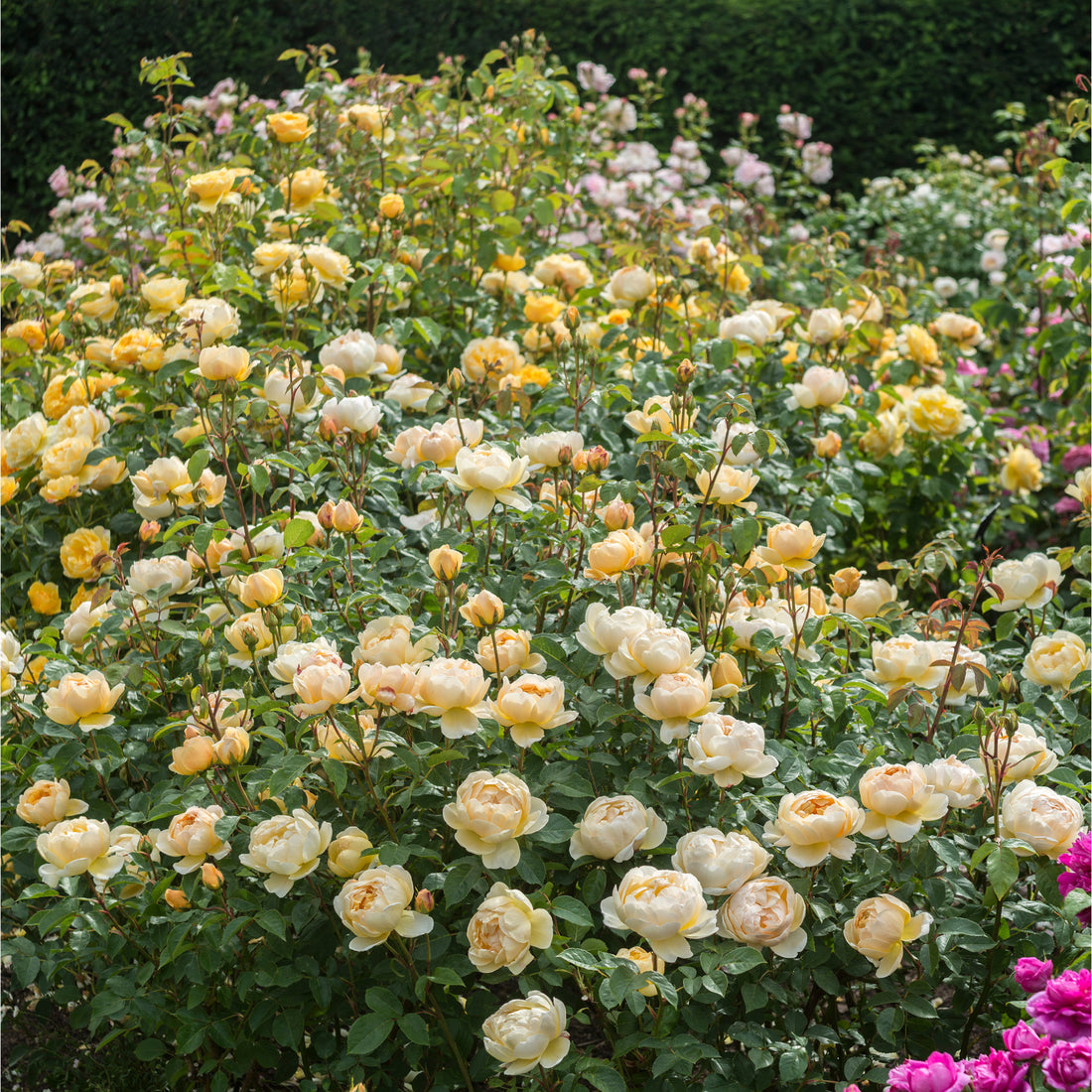 Jude the Obscure – Wild Rose Nursery
