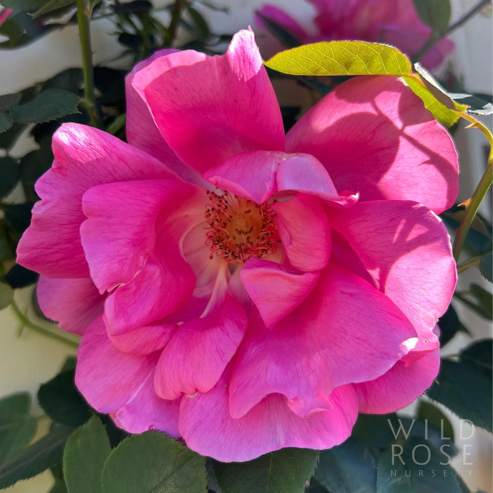 Kitty Kininmonth – Wild Rose Nursery