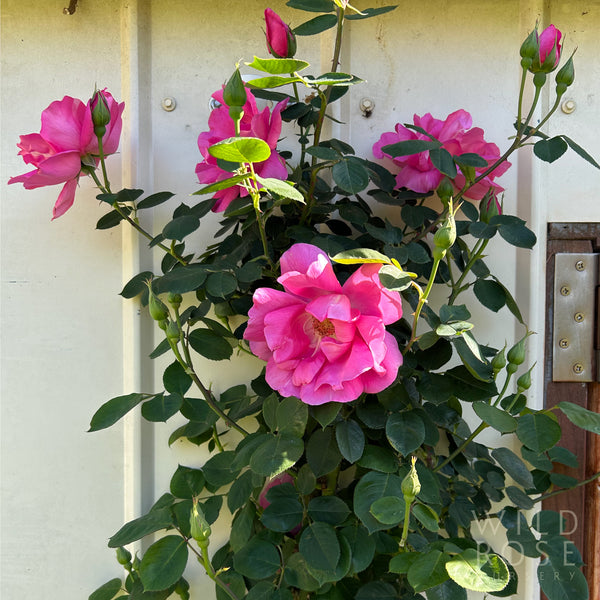 Kitty Kininmonth – Wild Rose Nursery