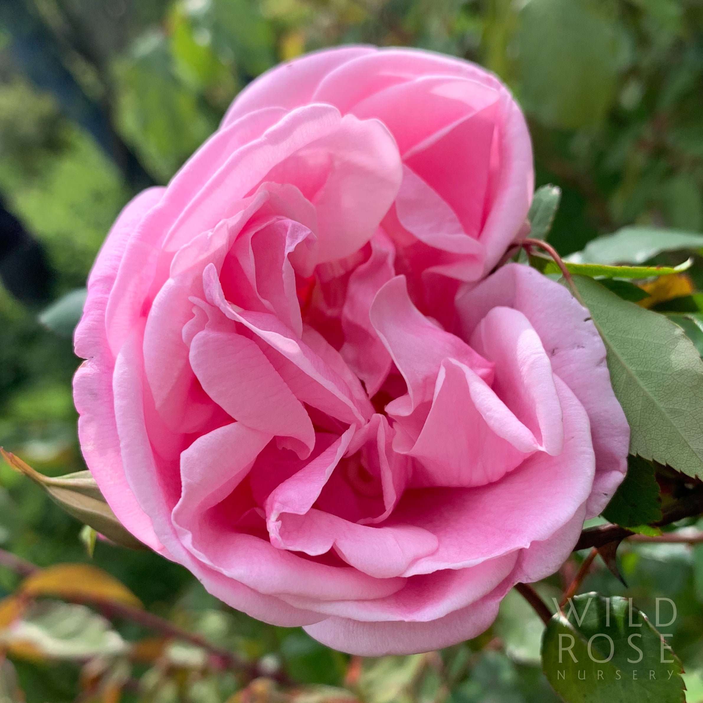 Le Vésuve – Wild Rose Nursery