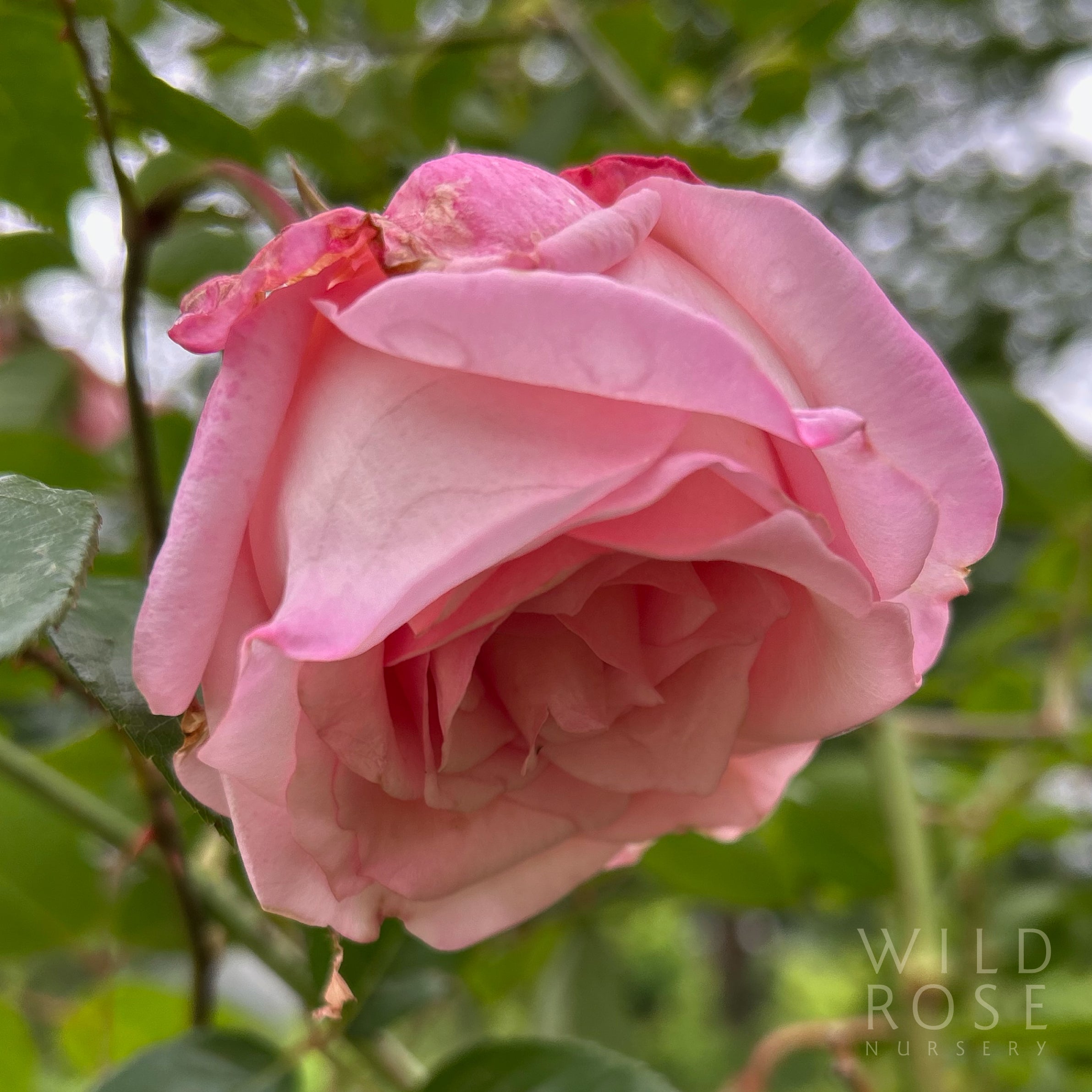 Maman Cochet – Wild Rose Nursery