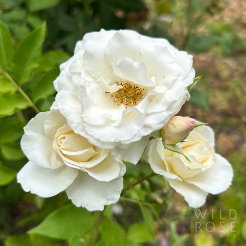Michelle d'Hoop – Wild Rose Nursery