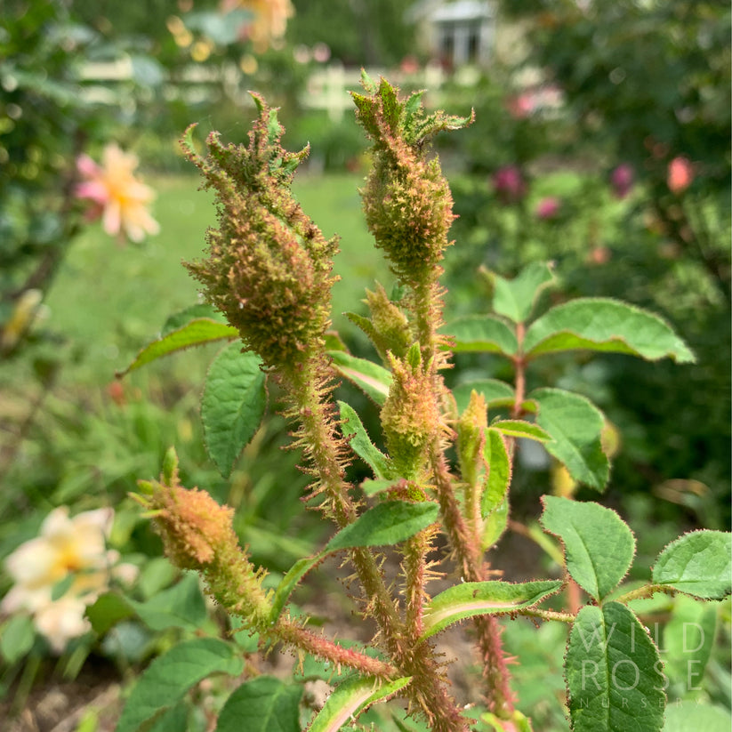 Mousseau Ancien / Common Moss – Wild Rose Nursery