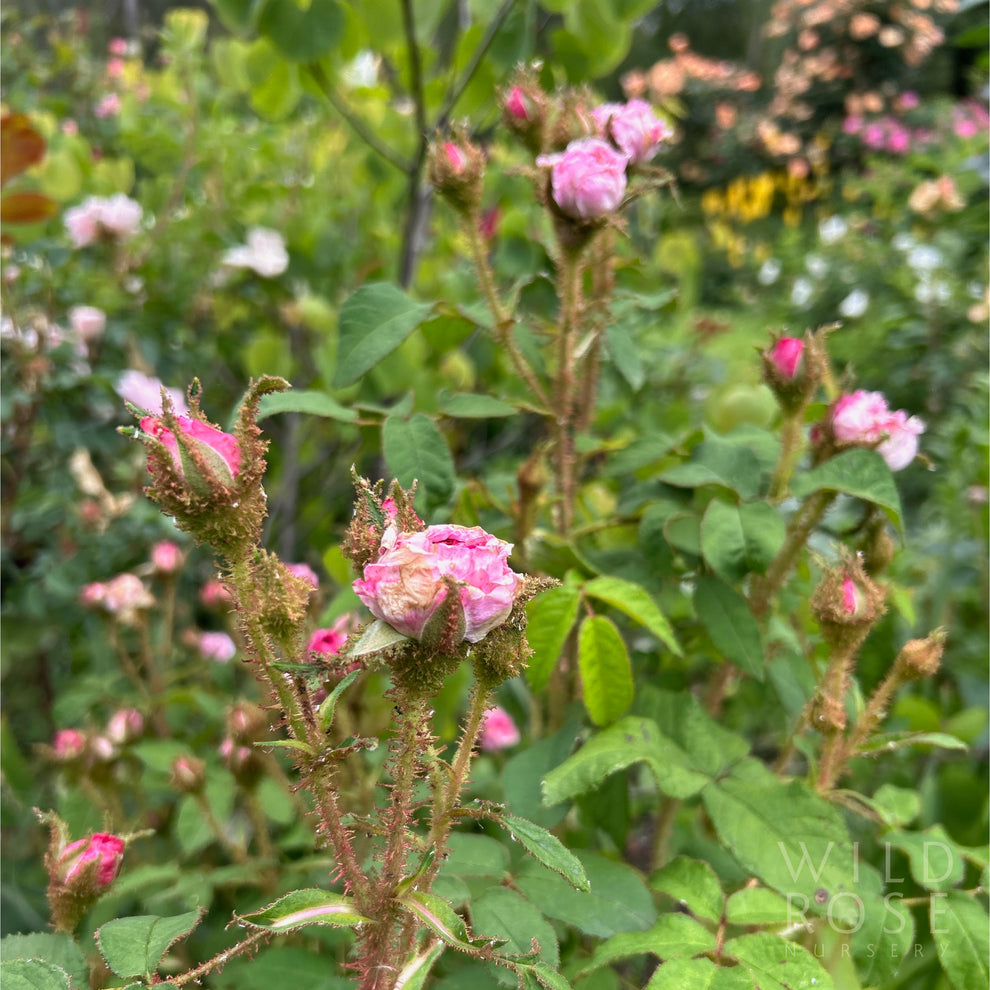 Mousseau Ancien / Common Moss – Wild Rose Nursery