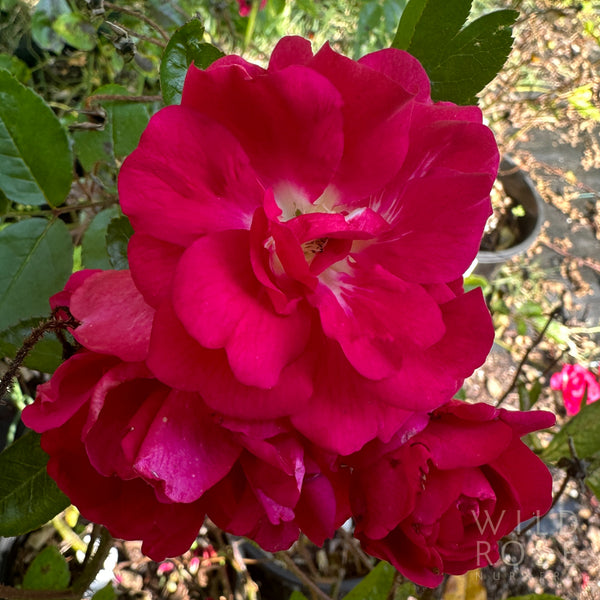 Mrs Alston’s Rose – Wild Rose Nursery