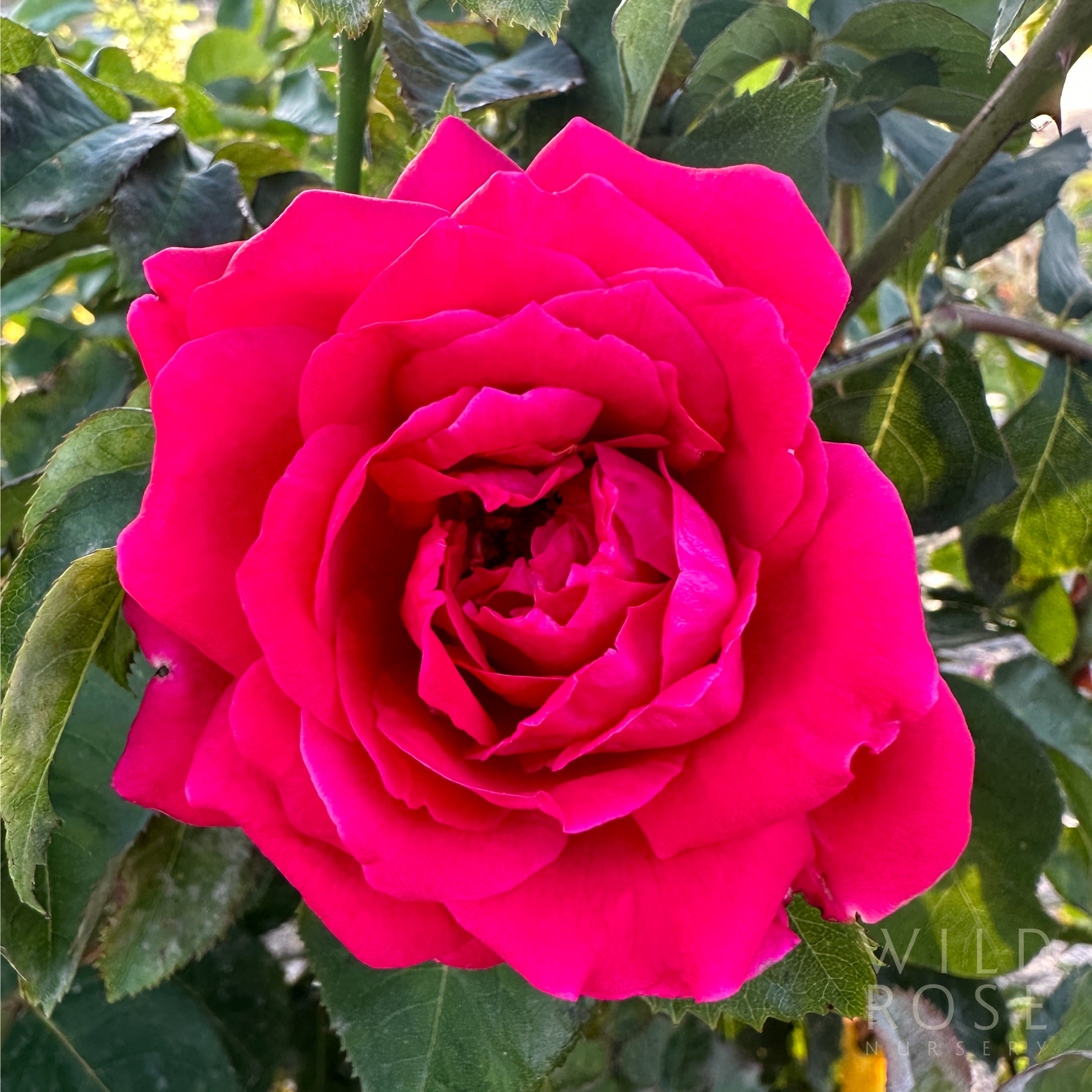 Mrs Harold Brookes – Wild Rose Nursery