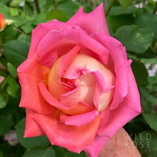My Choice – Wild Rose Nursery