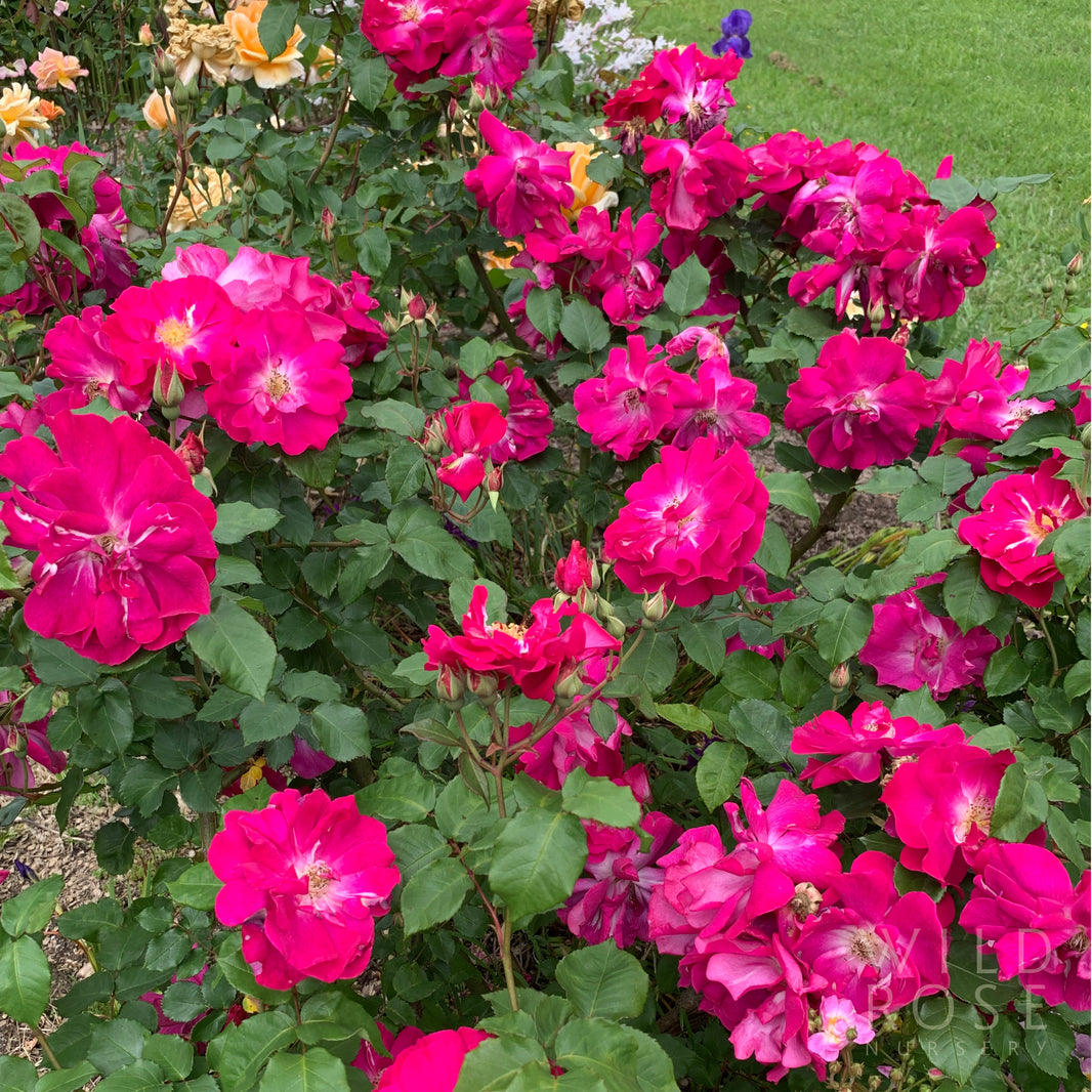 THORNLESS – Wild Rose Nursery