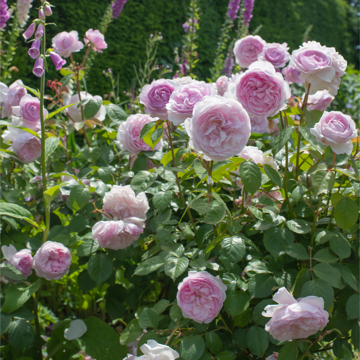 Olivia Rose Austin – Wild Rose Nursery