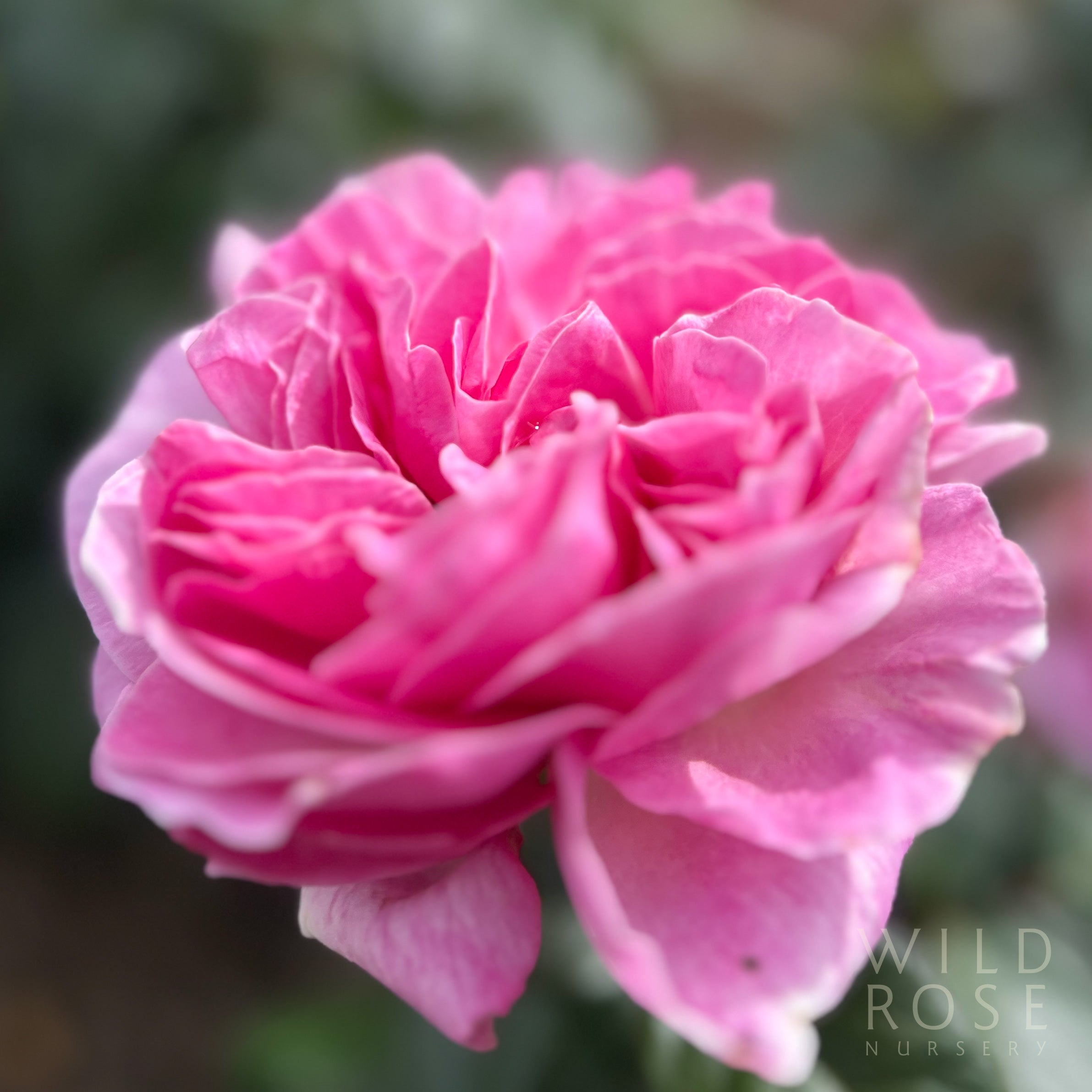 Only You – Wild Rose Nursery