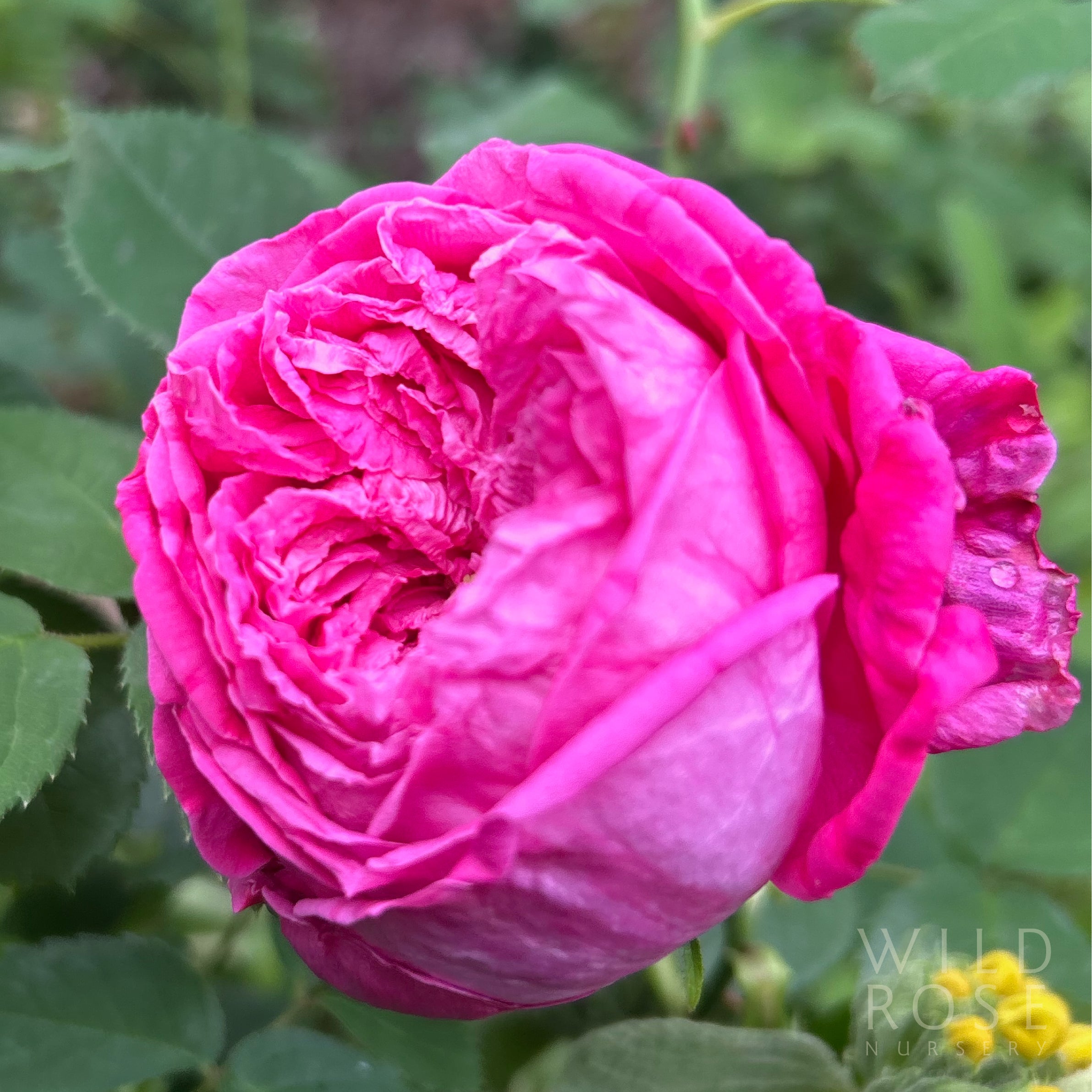 Paul Ricault – Wild Rose Nursery