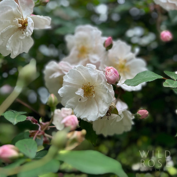 Paul’s Himalayan Musk Rambler – Wild Rose Nursery