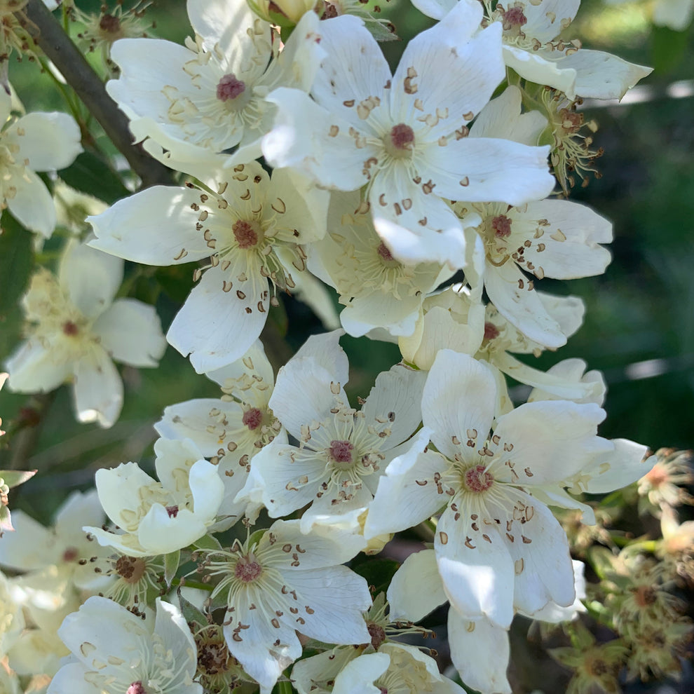 R. banksiae normalis – Wild Rose Nursery