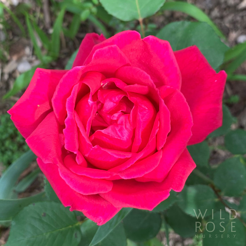 Red Radiance – Wild Rose Nursery