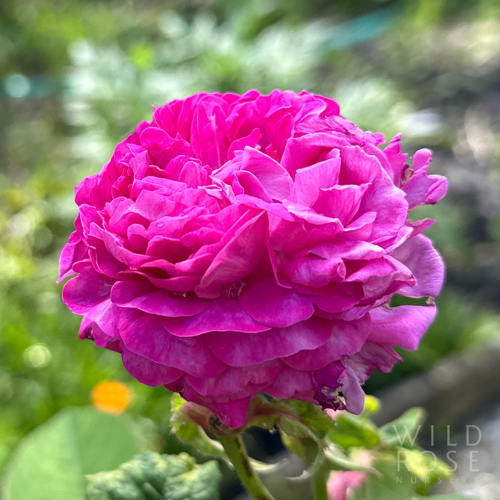 Reine des Violettes – Wild Rose Nursery