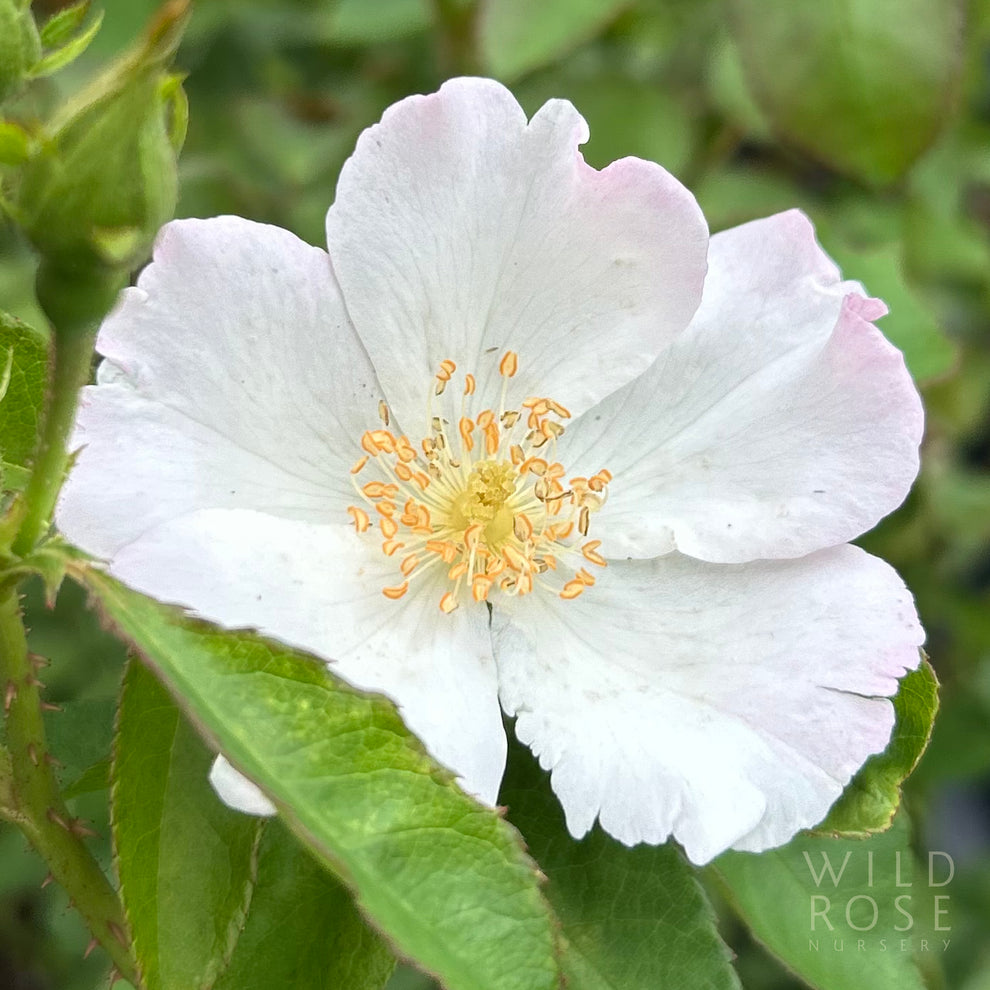 Ringlet – Wild Rose Nursery