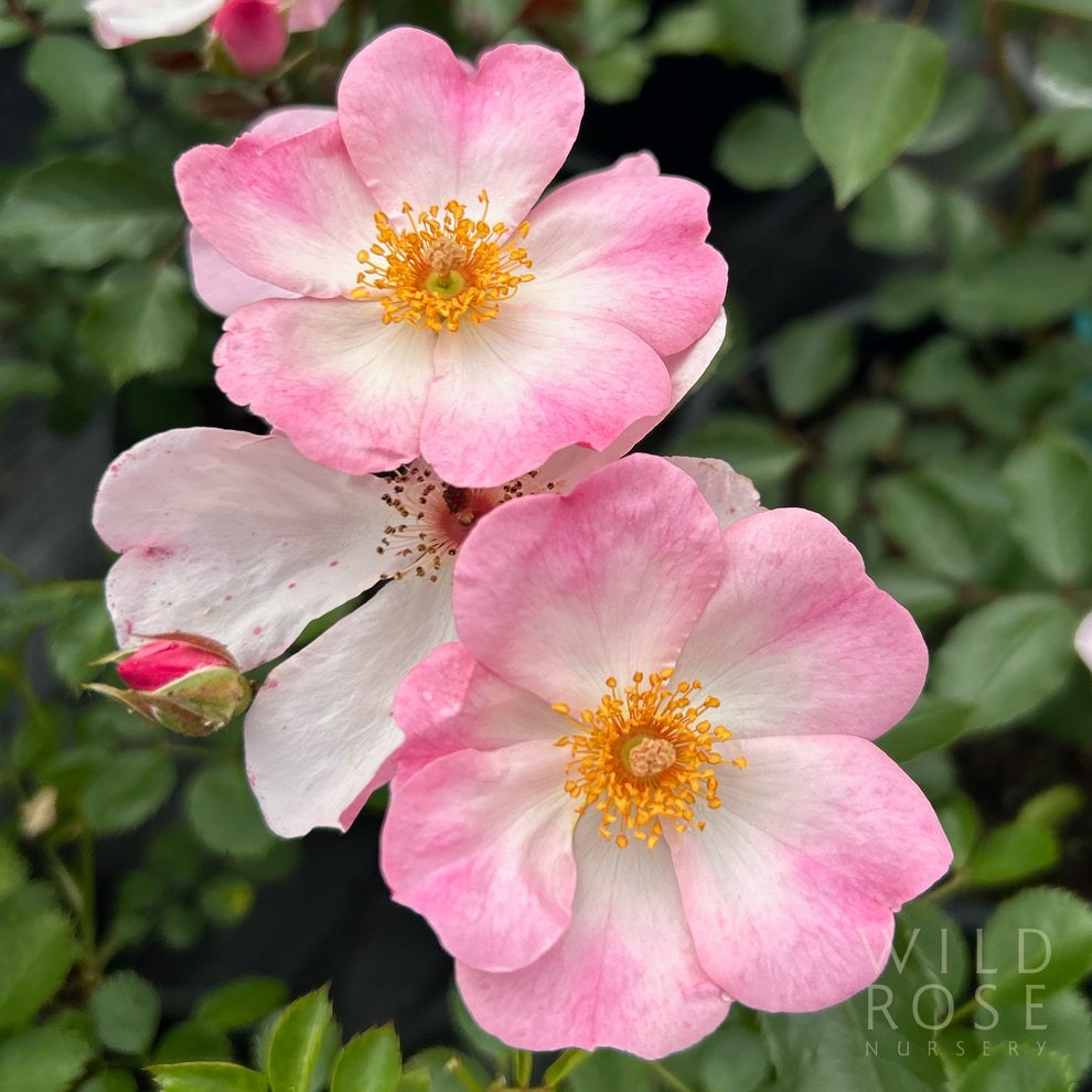 Rosey Cushion – Wild Rose Nursery