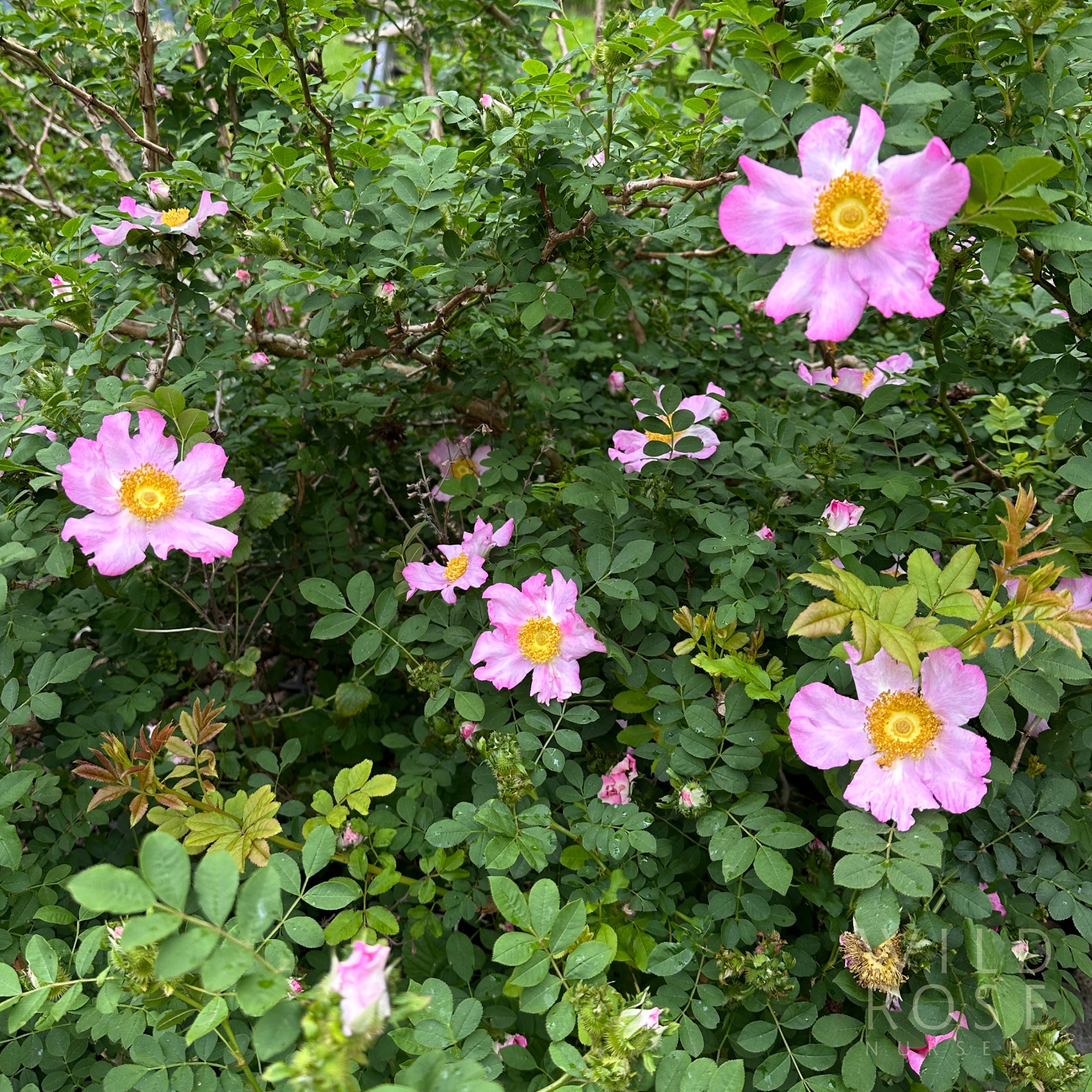 R. roxburghii normalis – Wild Rose Nursery