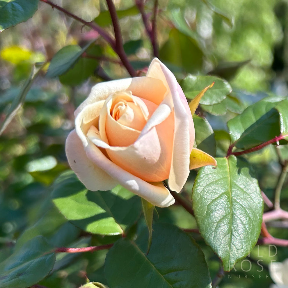 Safrano – Wild Rose Nursery