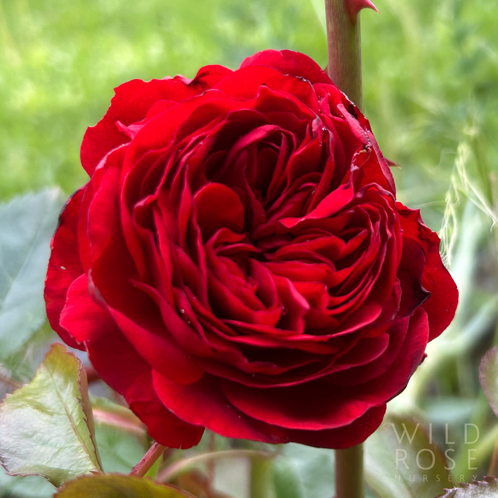 Scarlet Bonica – Wild Rose Nursery
