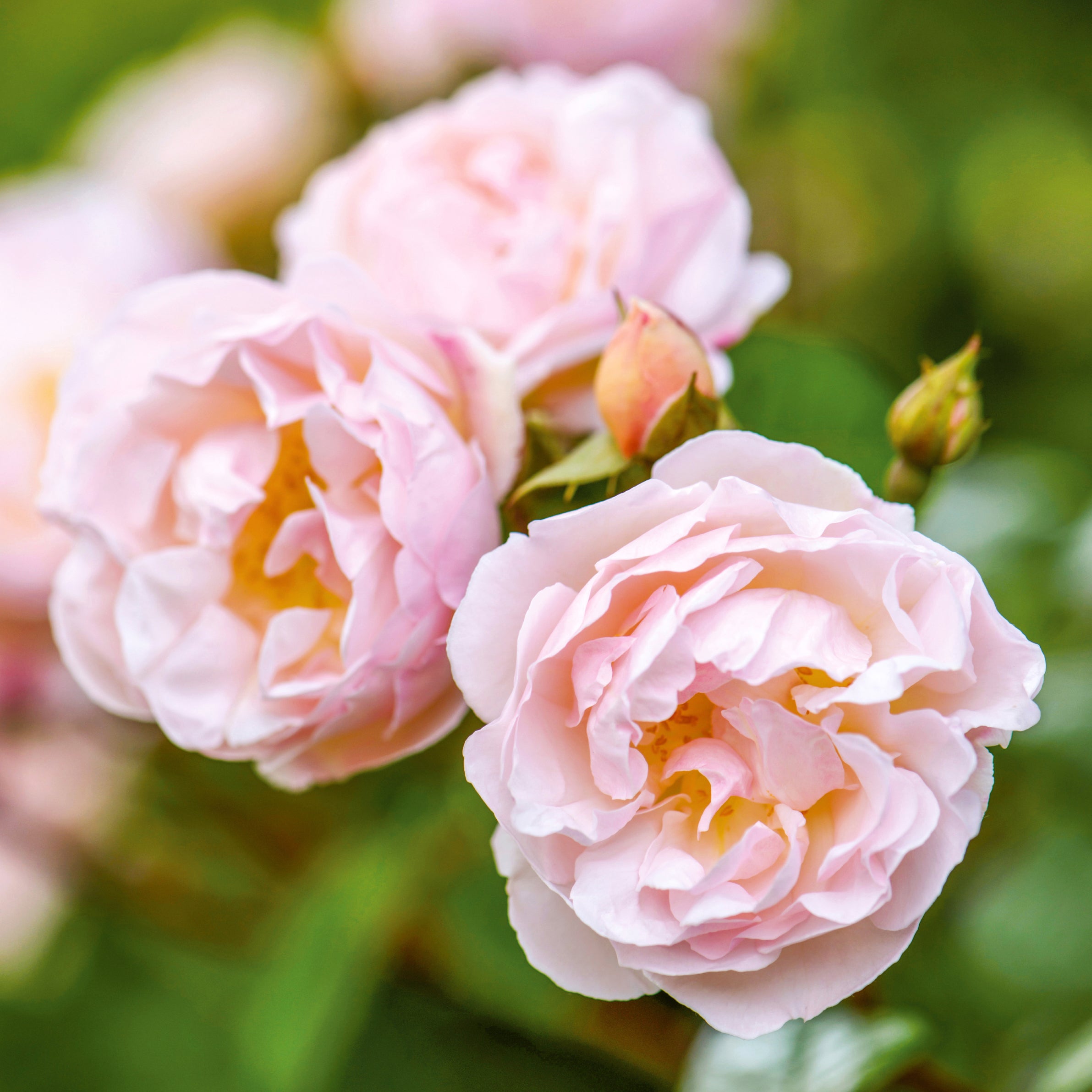 The Lady of the Lake – Wild Rose Nursery