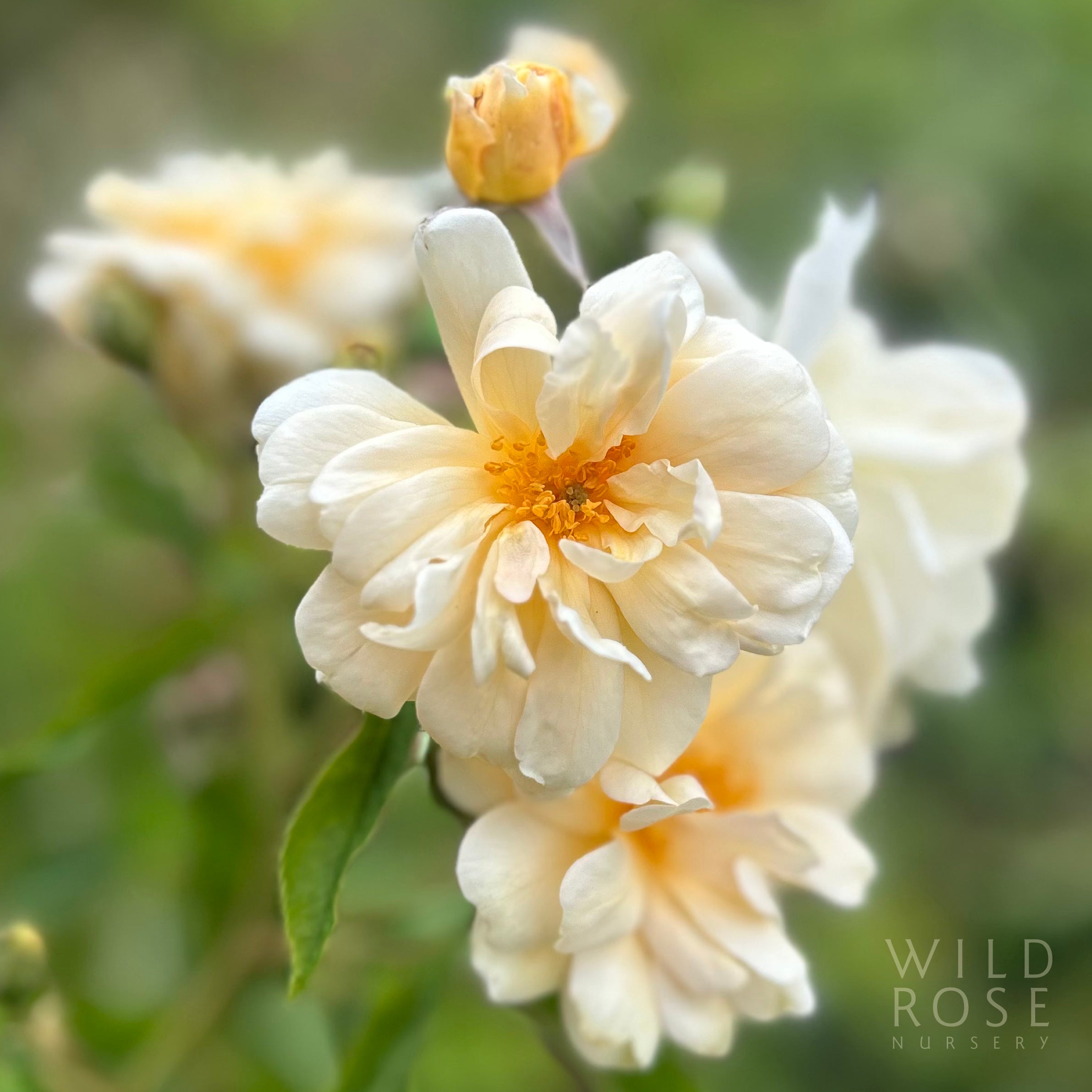 Thisbe – Wild Rose Nursery